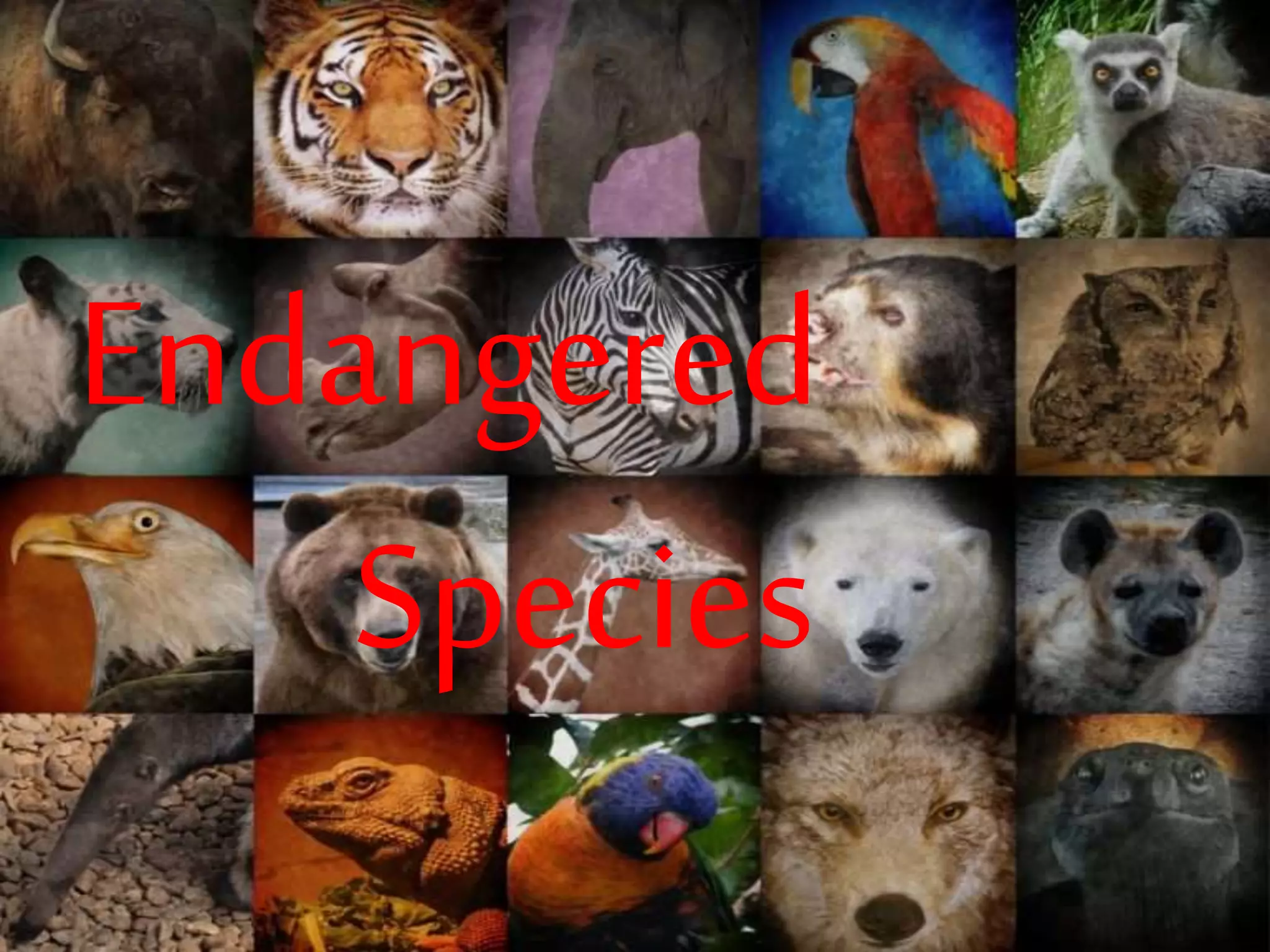 PPT On Endangered Animal Red Panda | PPTX