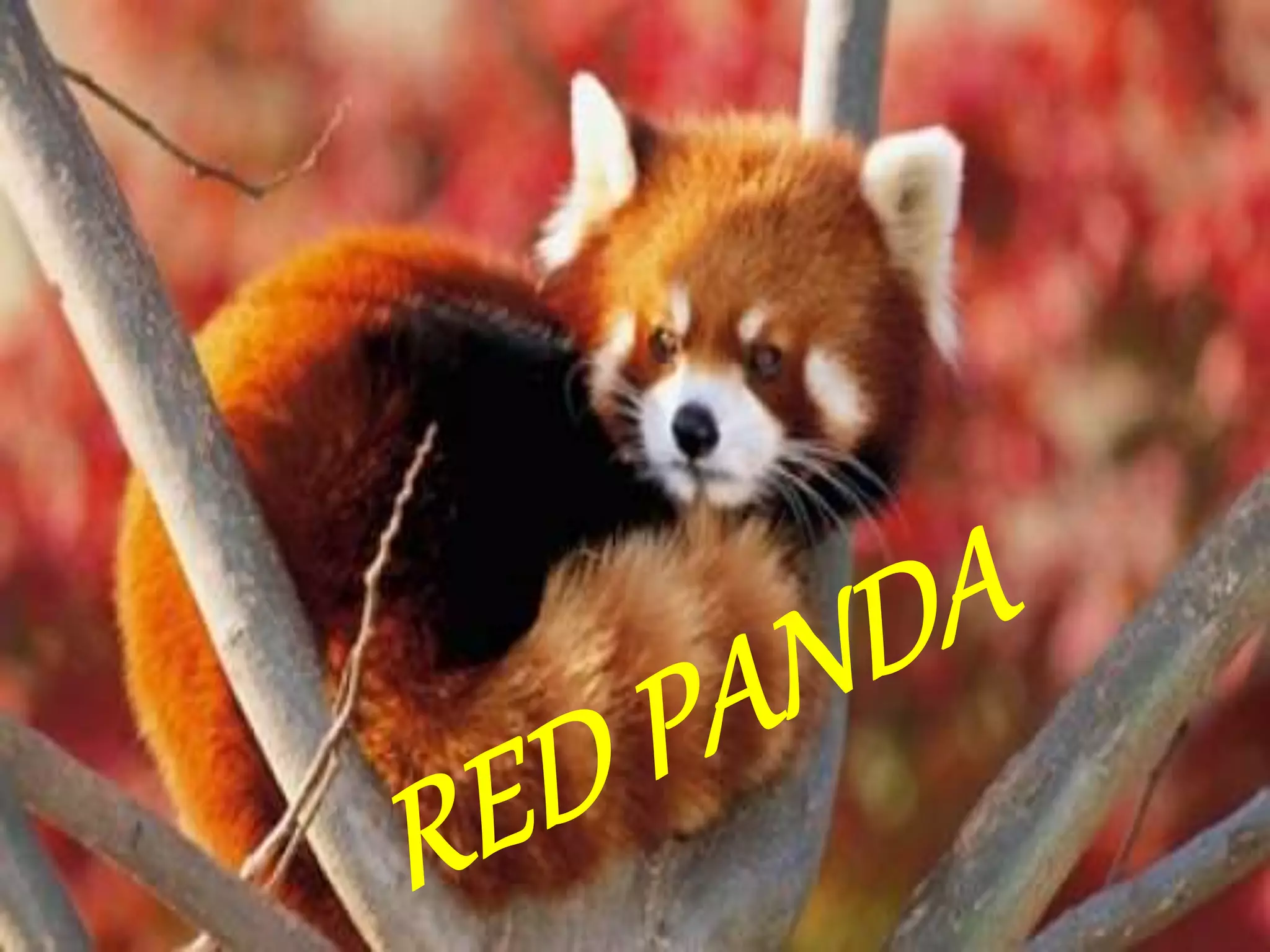 PPT On Endangered Animal Red Panda | PPTX