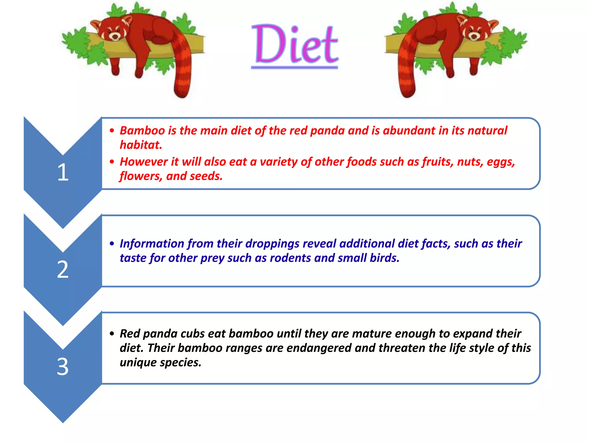 PPT On Endangered Animal Red Panda | PPTX