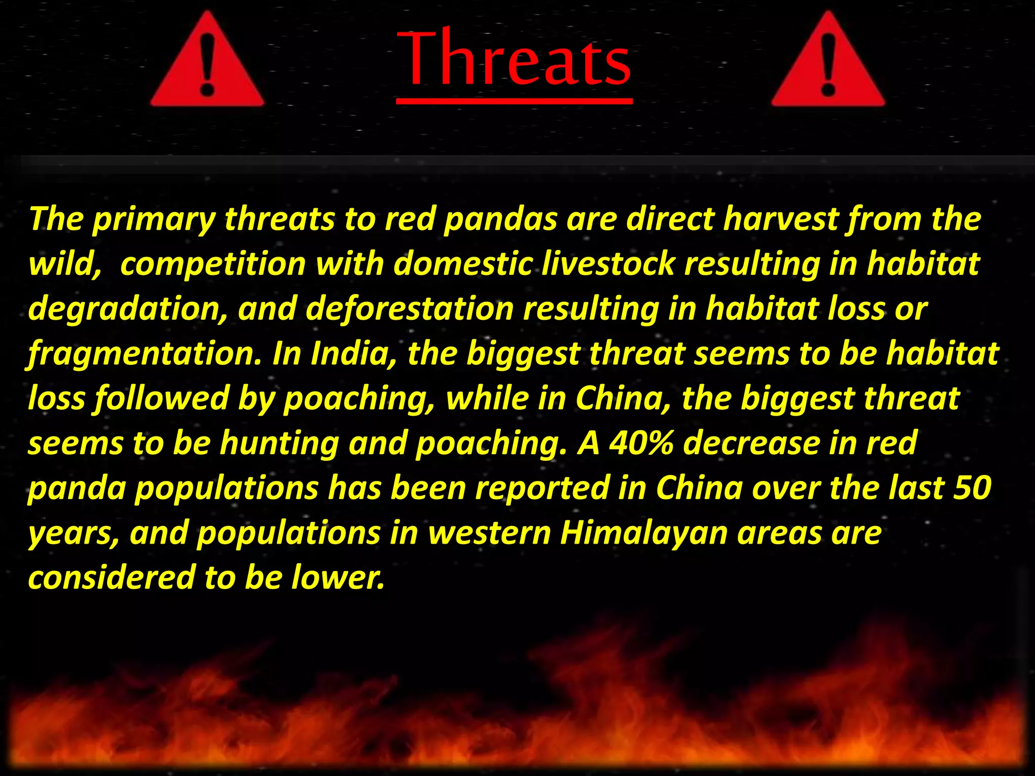 PPT On Endangered Animal Red Panda | PPTX