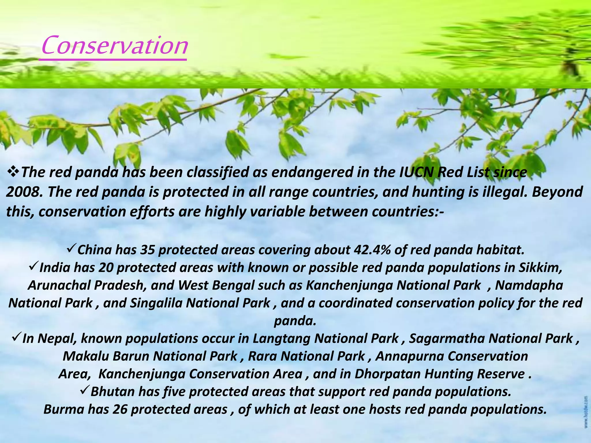 PPT On Endangered Animal Red Panda | PPTX