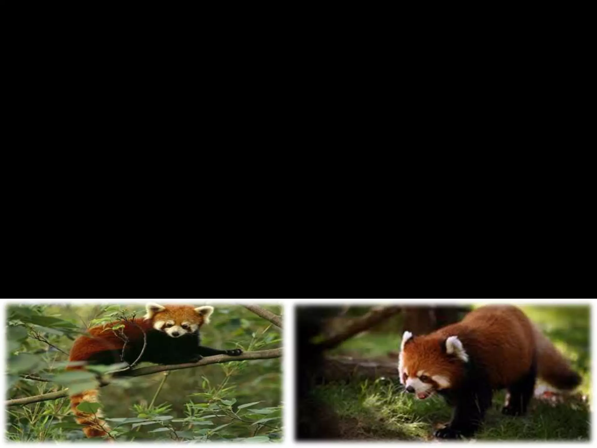 PPT On Endangered Animal Red Panda | PPTX