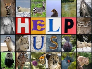 PPT On Endangered Animal Red Panda | PPTX