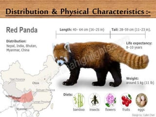 PPT On Endangered Animal Red Panda | PPTX