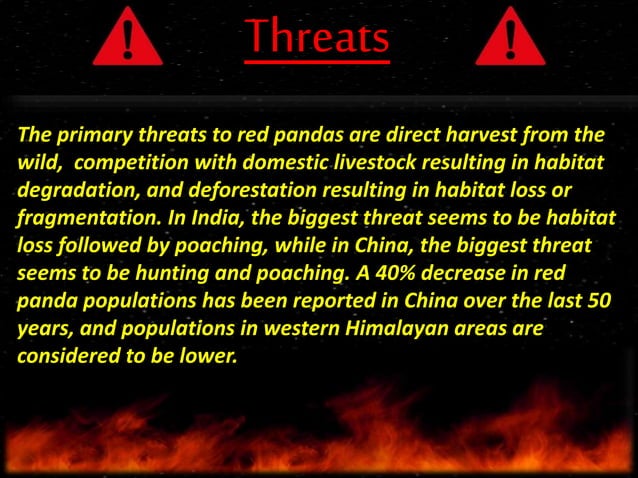 PPT On Endangered Animal Red Panda | PPTX