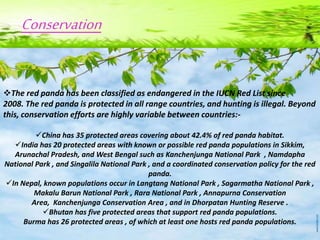 PPT On Endangered Animal Red Panda | PPTX