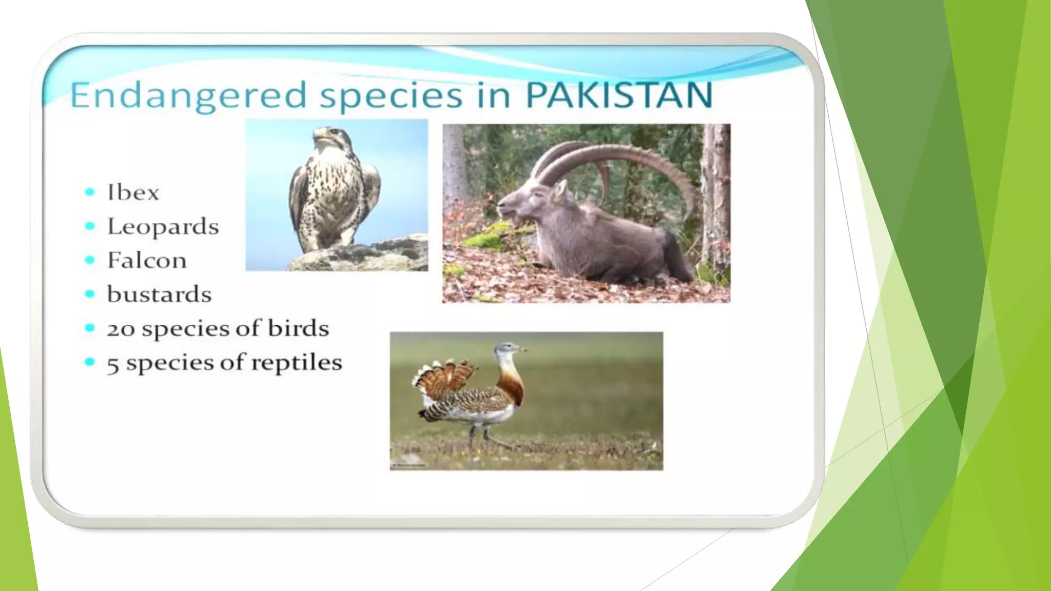 Endangered Species | PPTX
