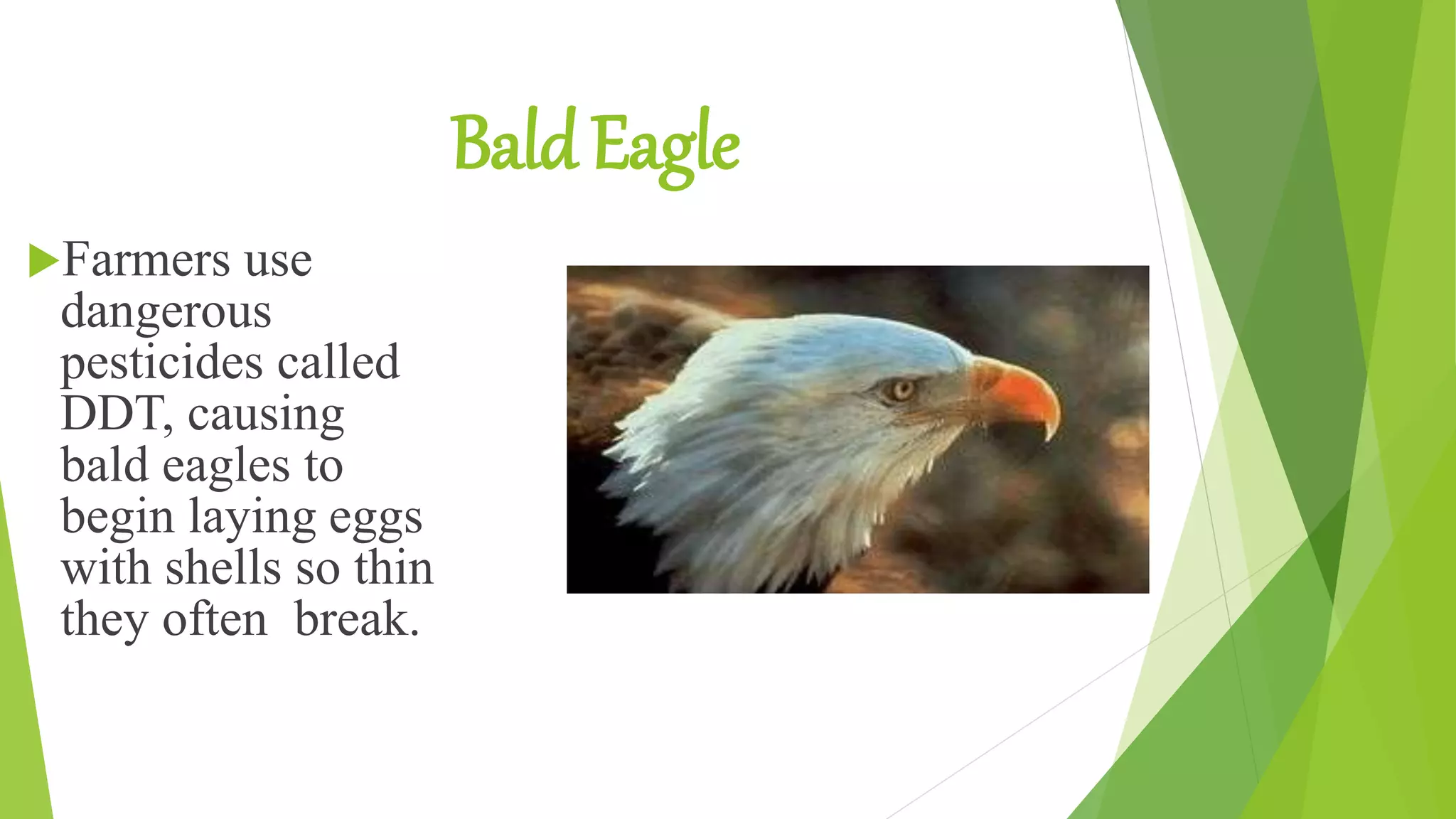 Endangered Species | PPTX