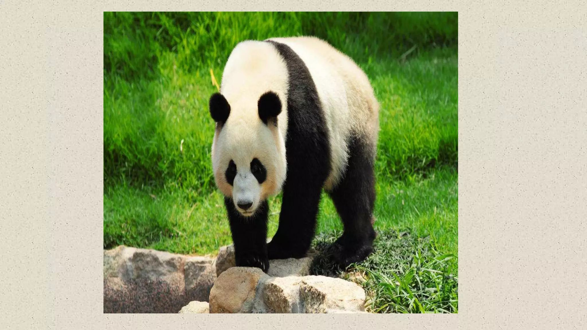 Endangered & Extinct | PPTX