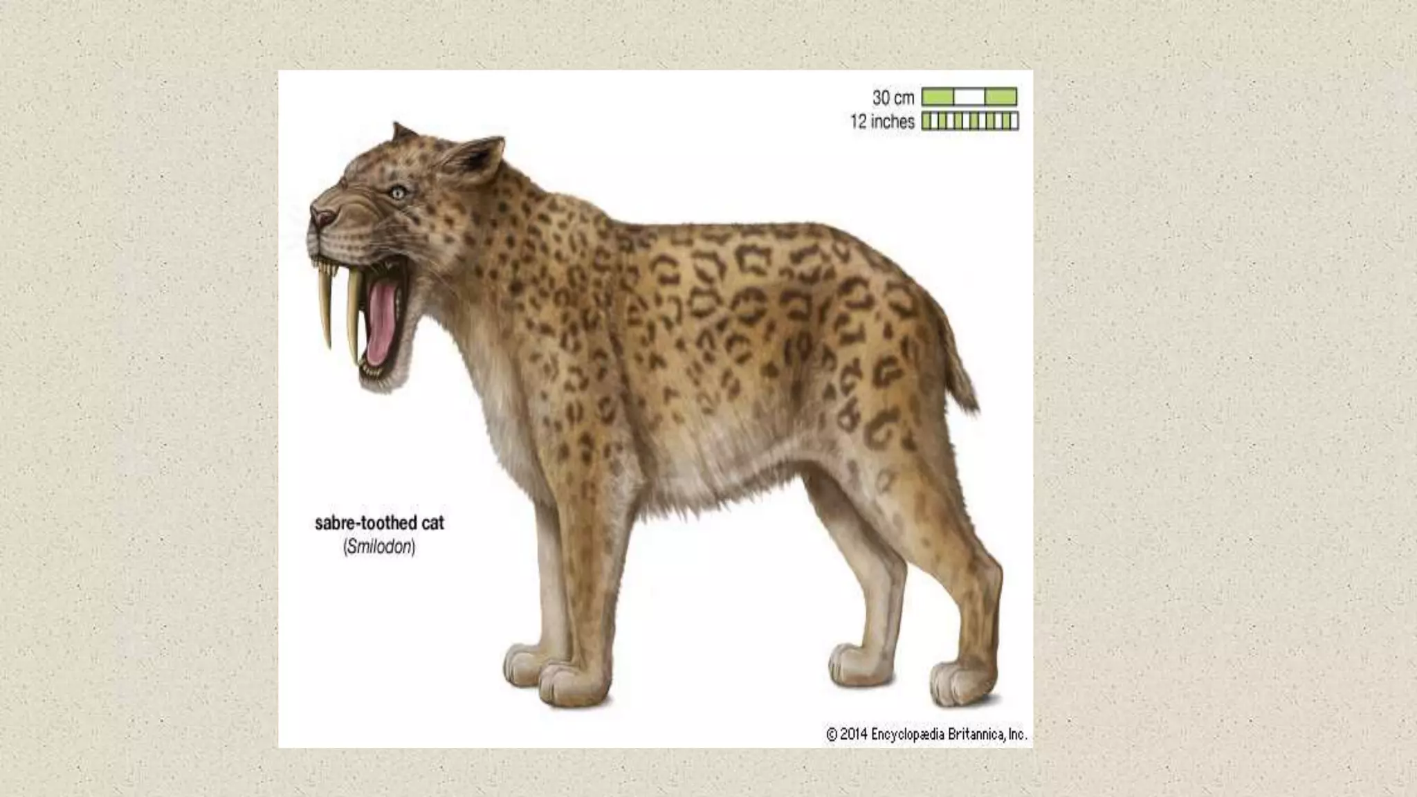 Endangered & Extinct | PPTX