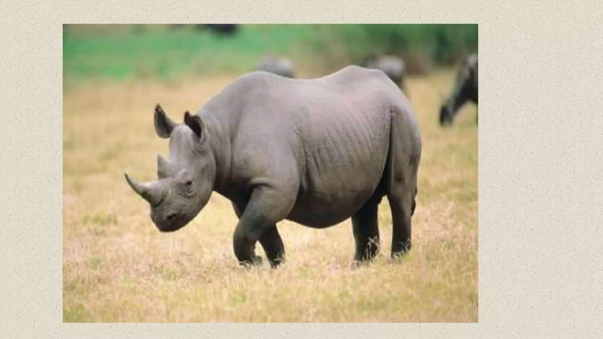 Endangered & Extinct | PPTX