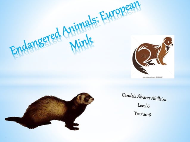 Endangered animals: European Mink | PPT