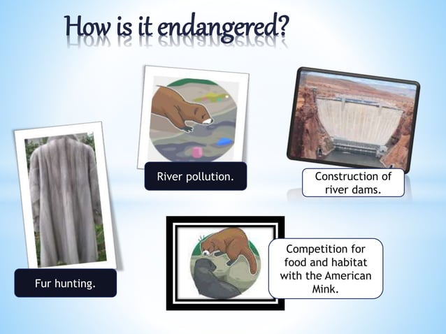 Endangered animals: European Mink | PPT