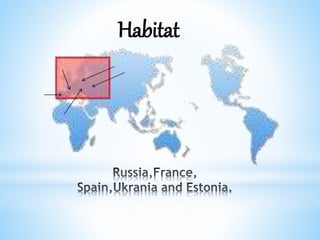 Endangered animals: European Mink | PPTX