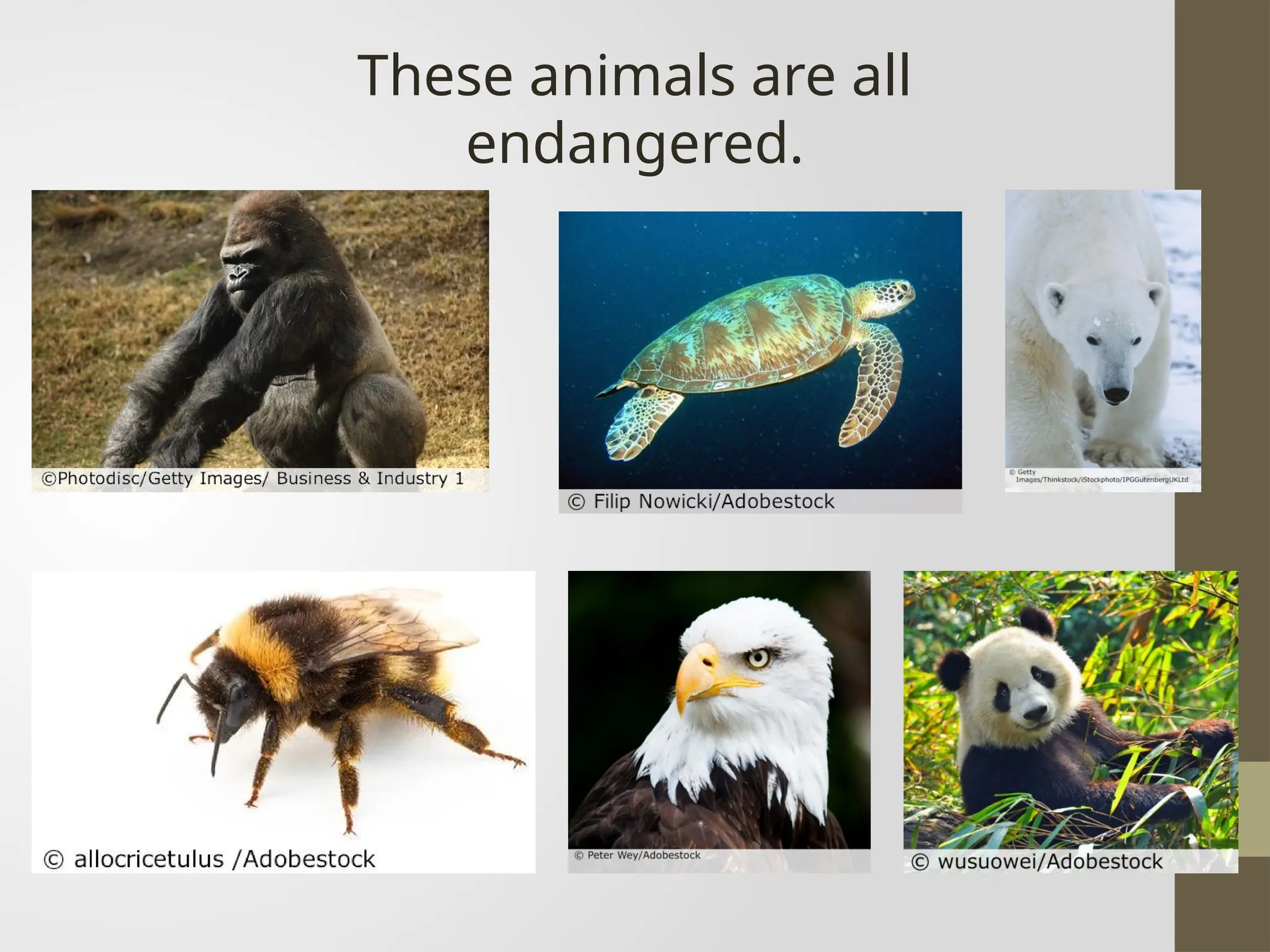 Endangered-animals and why they are endangered | PPTX
