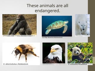 Endangered-animals and why they are endangered | PPT