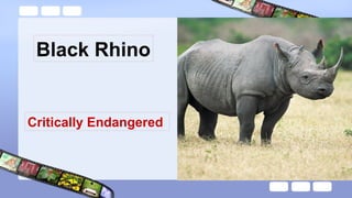 endangered-animalsendangered-animalsendangered-animalsendangered ...