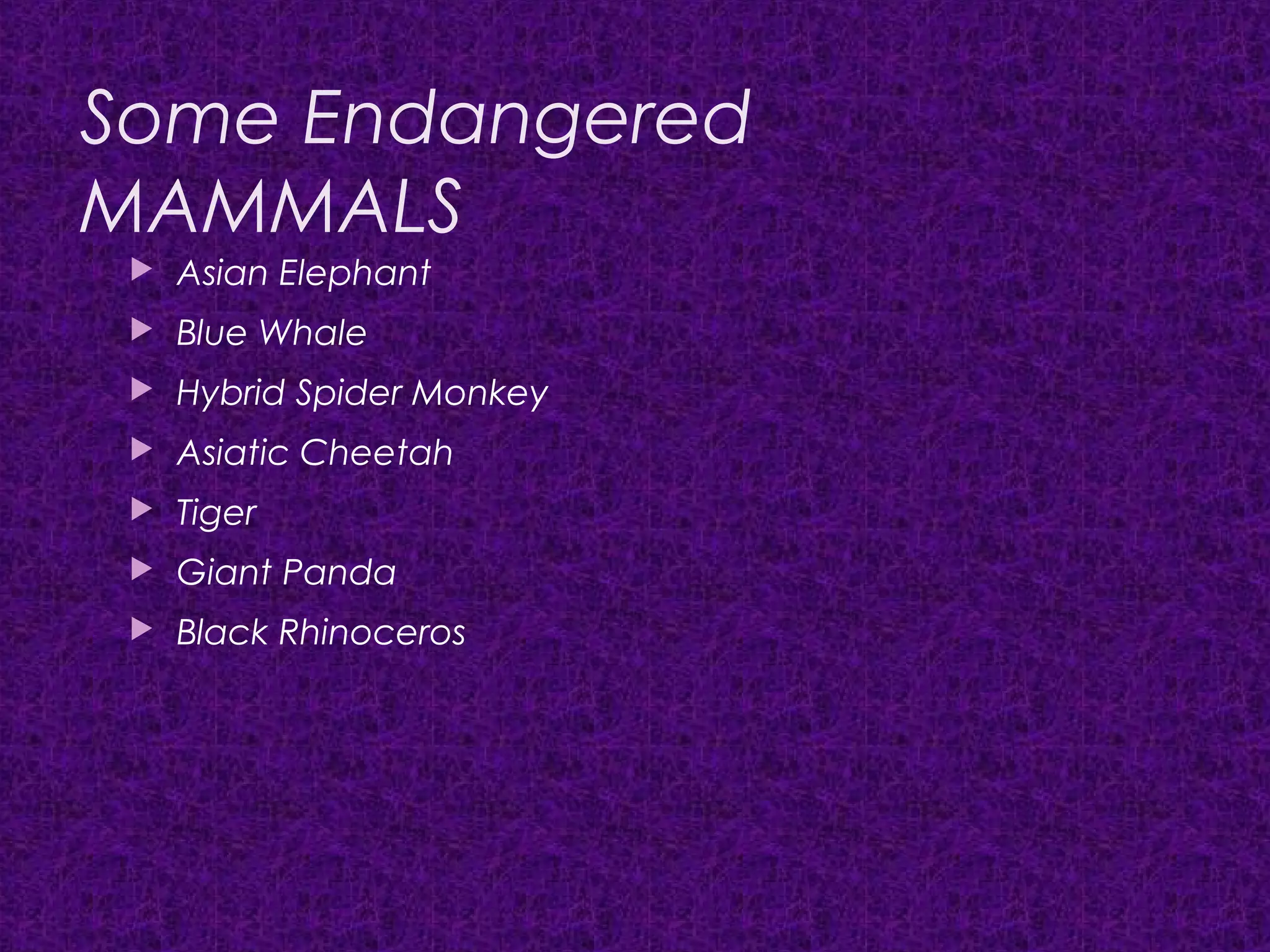 endangered animals | PPT