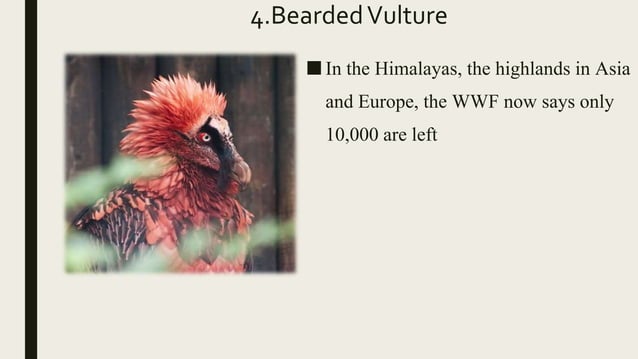 Endangered species-around-the-world | PPTX