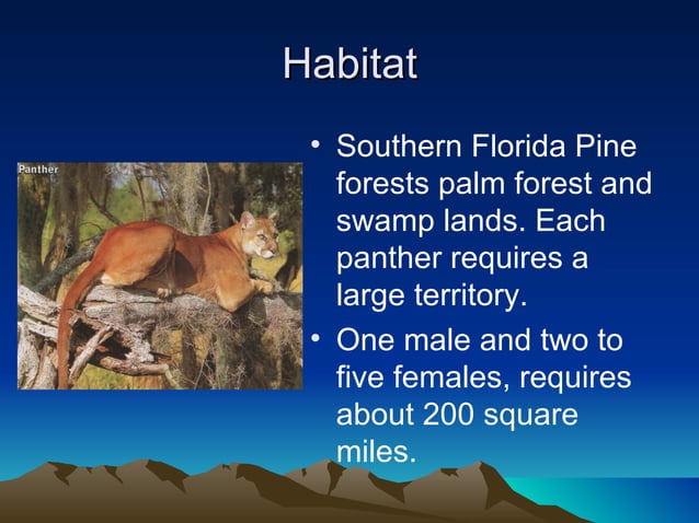 Endangered Species Presentation: Florida Panther | PPT | Large Animals ...