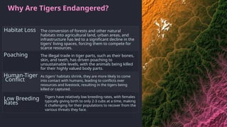 Endangered-Species- Save- The Tiger .pptx