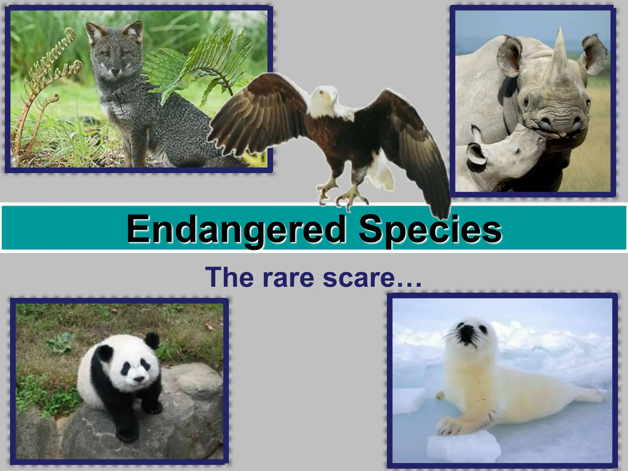 Endangered-Species (1).ppt | Zoos & Aquariums | Attractions