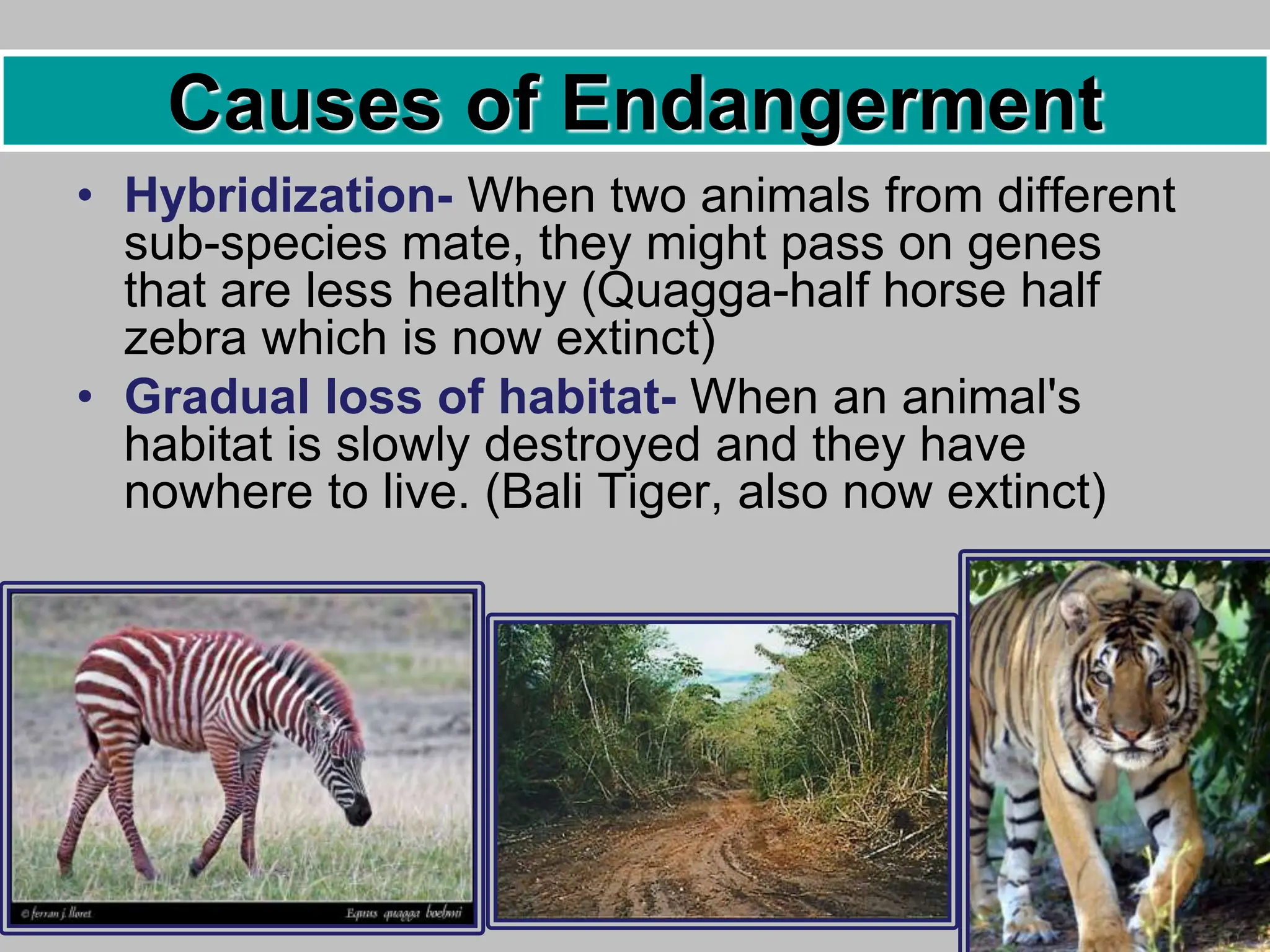Endangered-Species (1).ppt | Zoos & Aquariums | Attractions