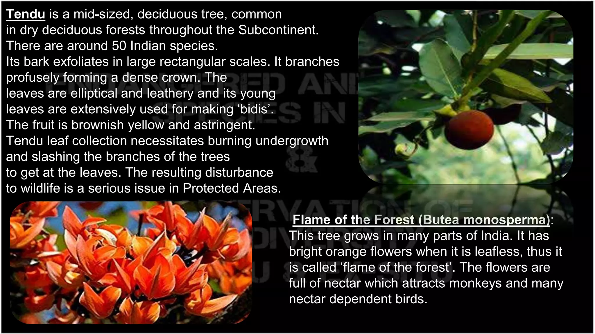 Endangered and ednemic species of india and conversation of ...