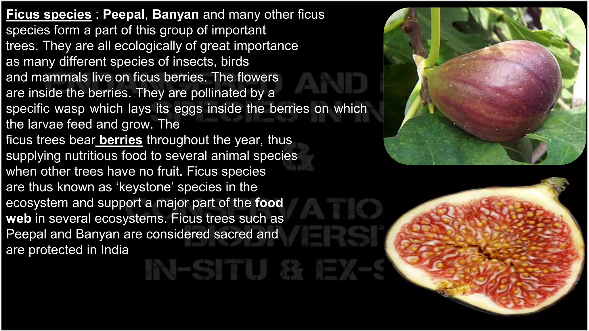 Endangered and ednemic species of india and conversation of ...