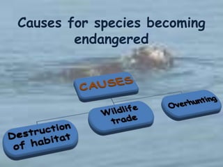 Endangered and endemic species. | PPTX