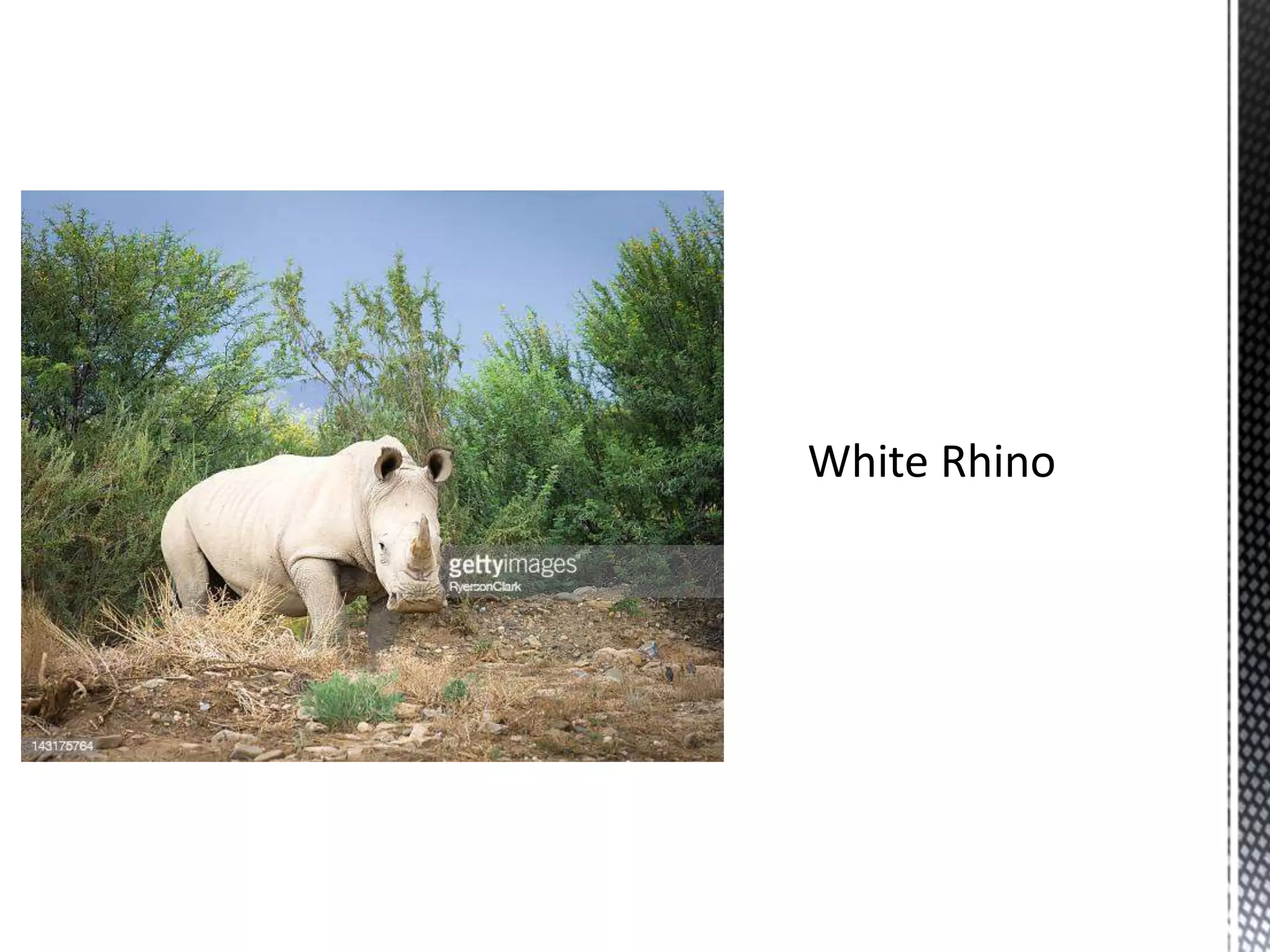 Endangered and extinct | PPT