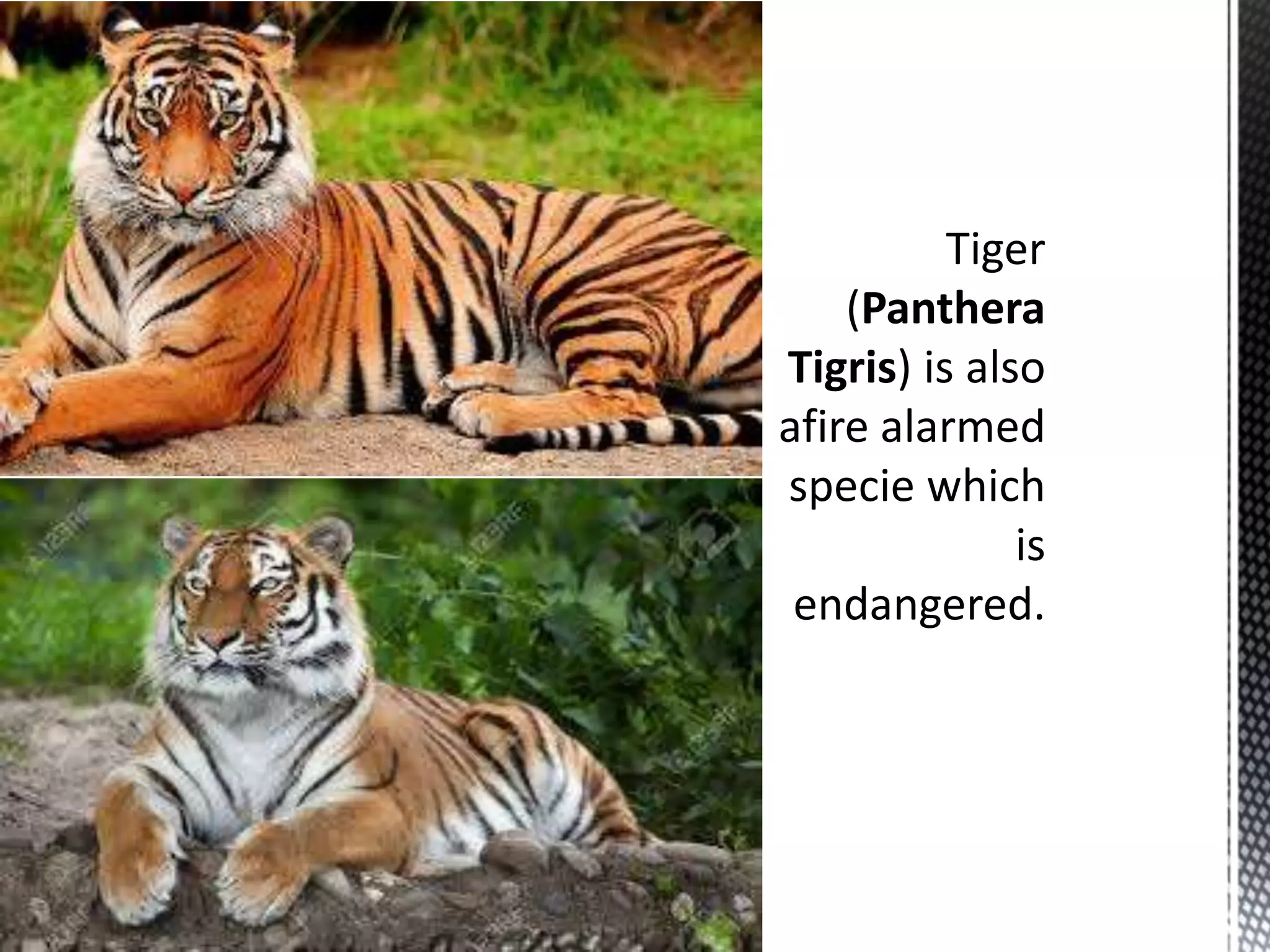 Endangered and extinct | PPT