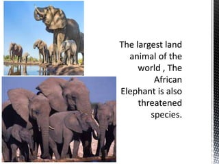 Endangered and extinct | PPT