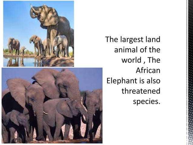 Endangered and extinct | PPT