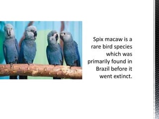 Endangered and extinct | PPT