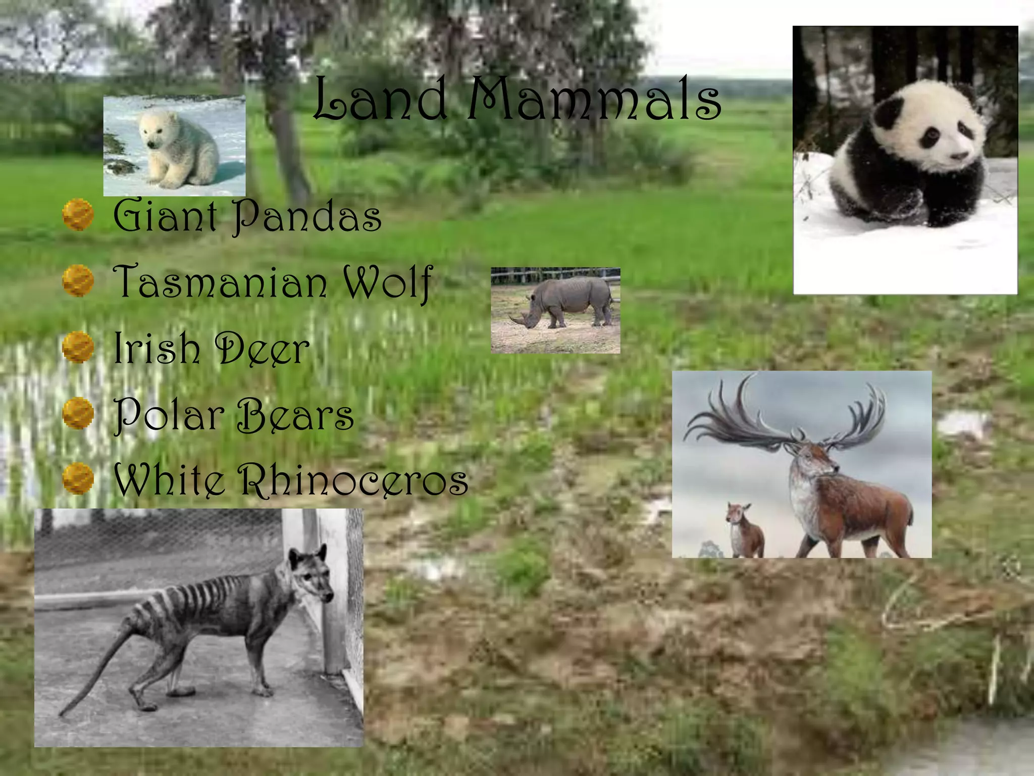 Endangered and extinct species | PPTX