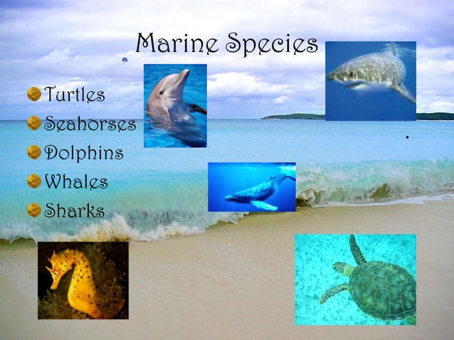 Endangered and extinct species | PPT