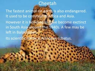 Endangered and extinct species of southern asia | PPTX