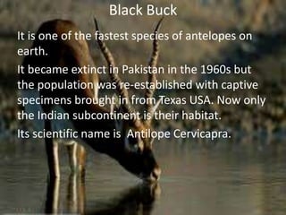 Endangered and extinct species of southern asia | PPTX