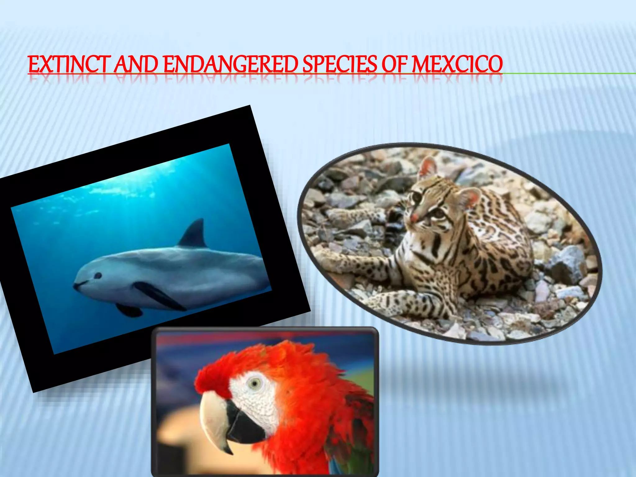 Endangered and extinct spieces of mexico | PPTX