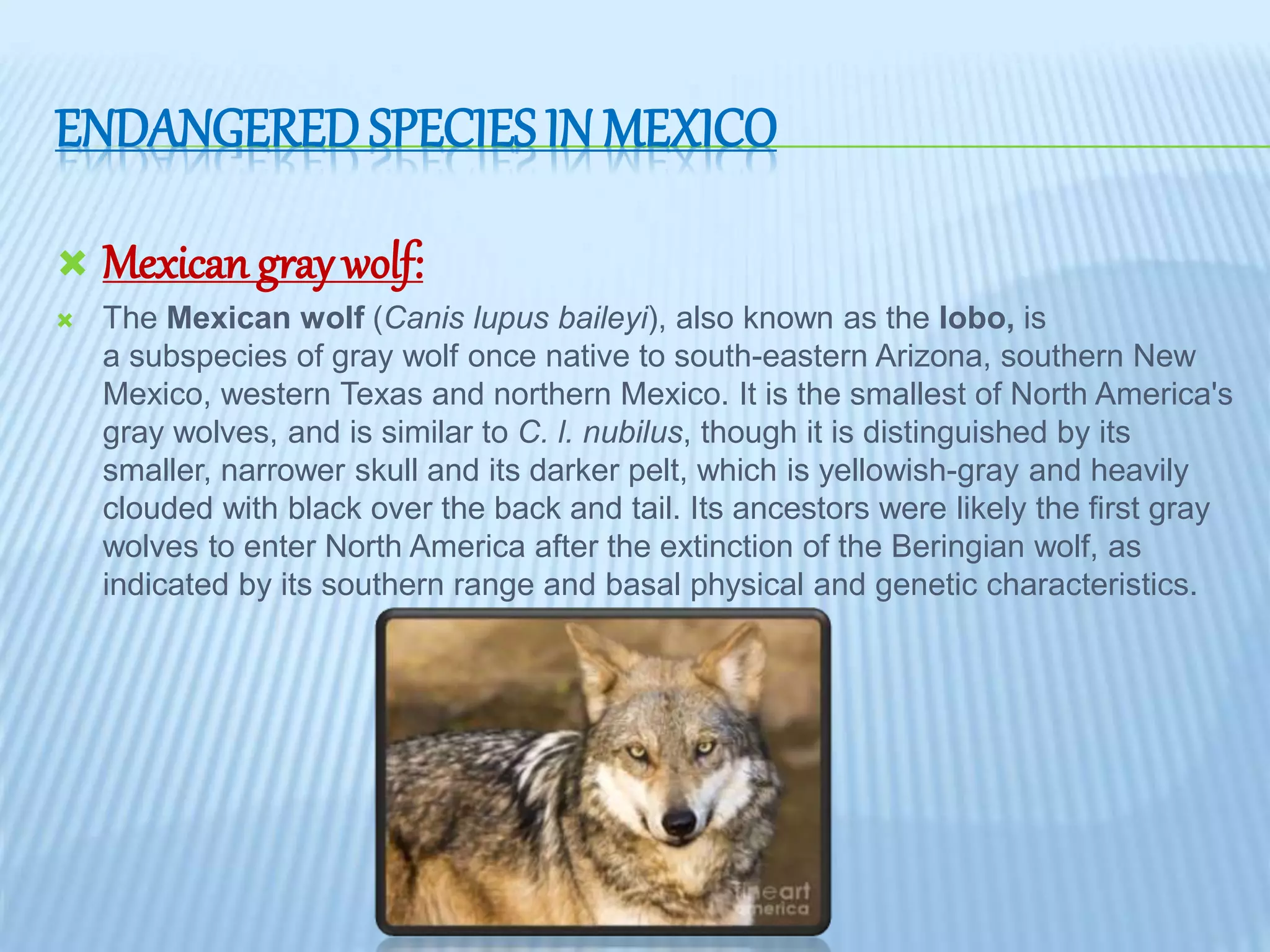 Endangered and extinct spieces of mexico | PPTX