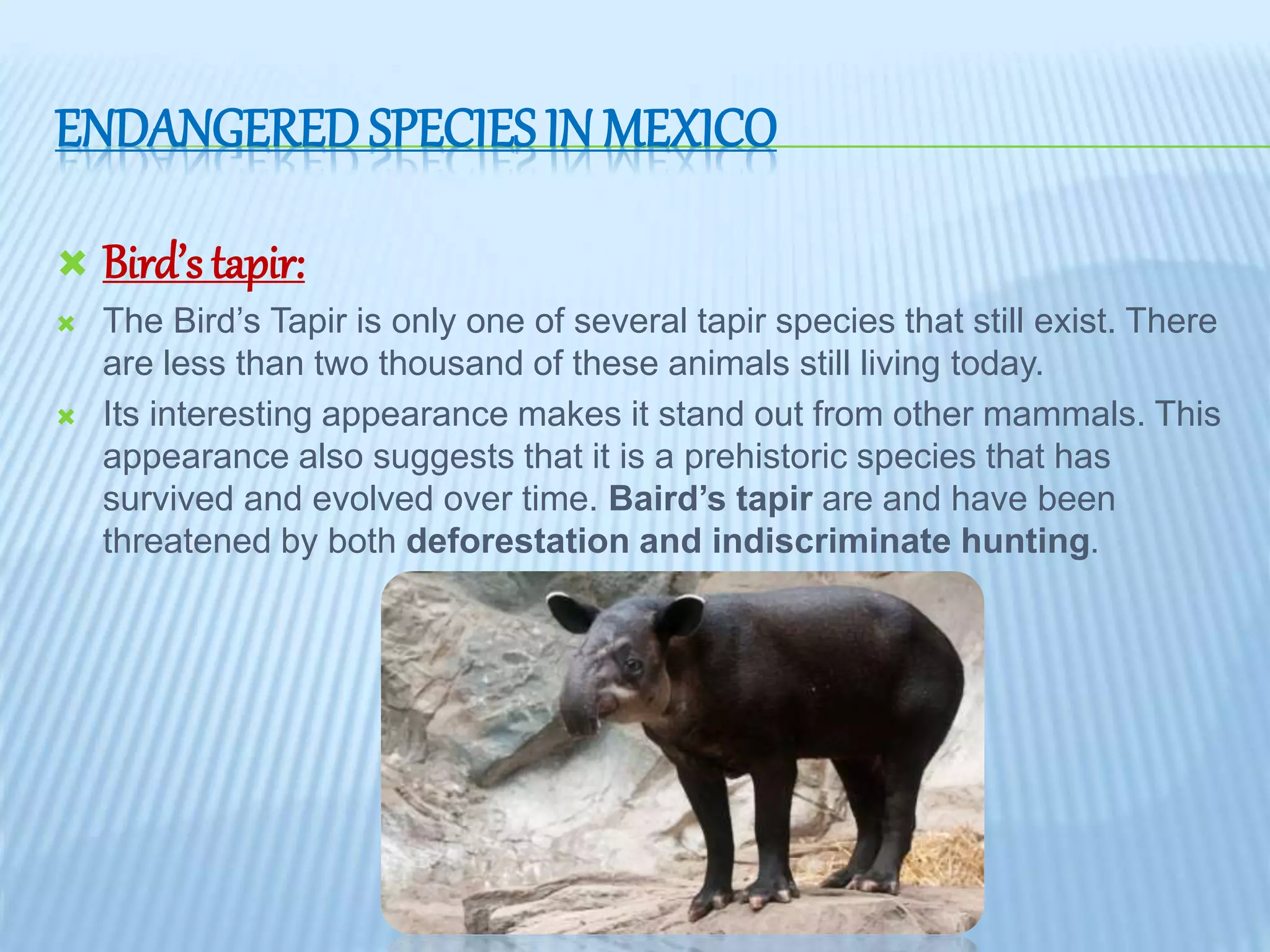Endangered and extinct spieces of mexico | PPTX