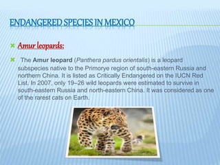 Endangered and extinct spieces of mexico | PPT