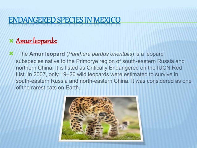 Endangered and extinct spieces of mexico | PPT