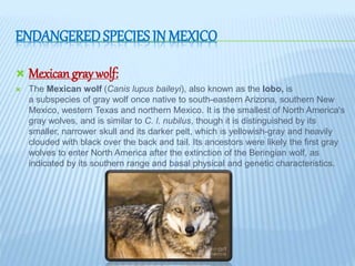Endangered and extinct spieces of mexico | PPTX