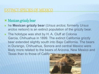 Endangered and extinct spieces of mexico | PPT