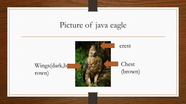 Endangered animal cokorda and cyril(descriptive text) | PPT