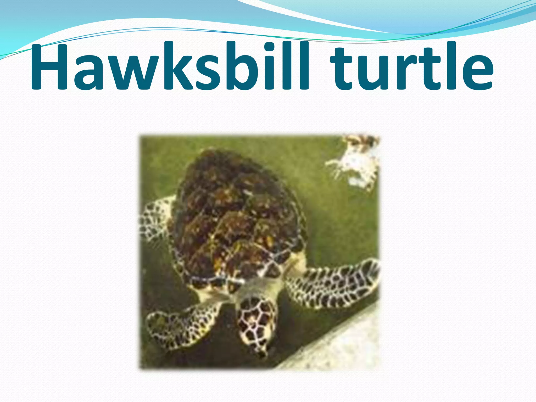 Endangered Animals | PPT