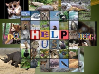 Endangered animals | PPT