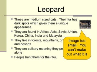 Endangered animals | PPT